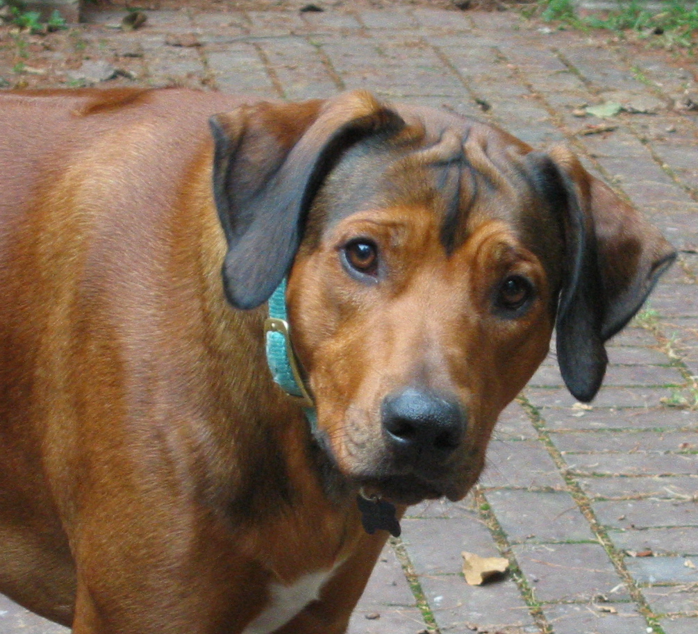 Rhodesian Ridgebacks, Silver Spring, MD, Washington, DC and Northern ...