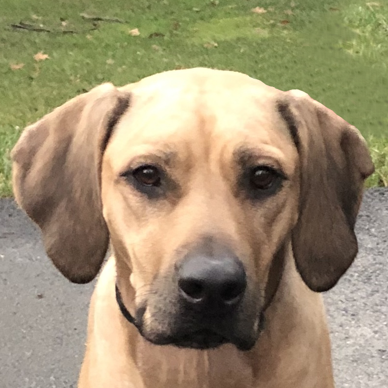 Rhodesian Ridgebacks, Silver Spring, MD Washington, DC and Northern ...