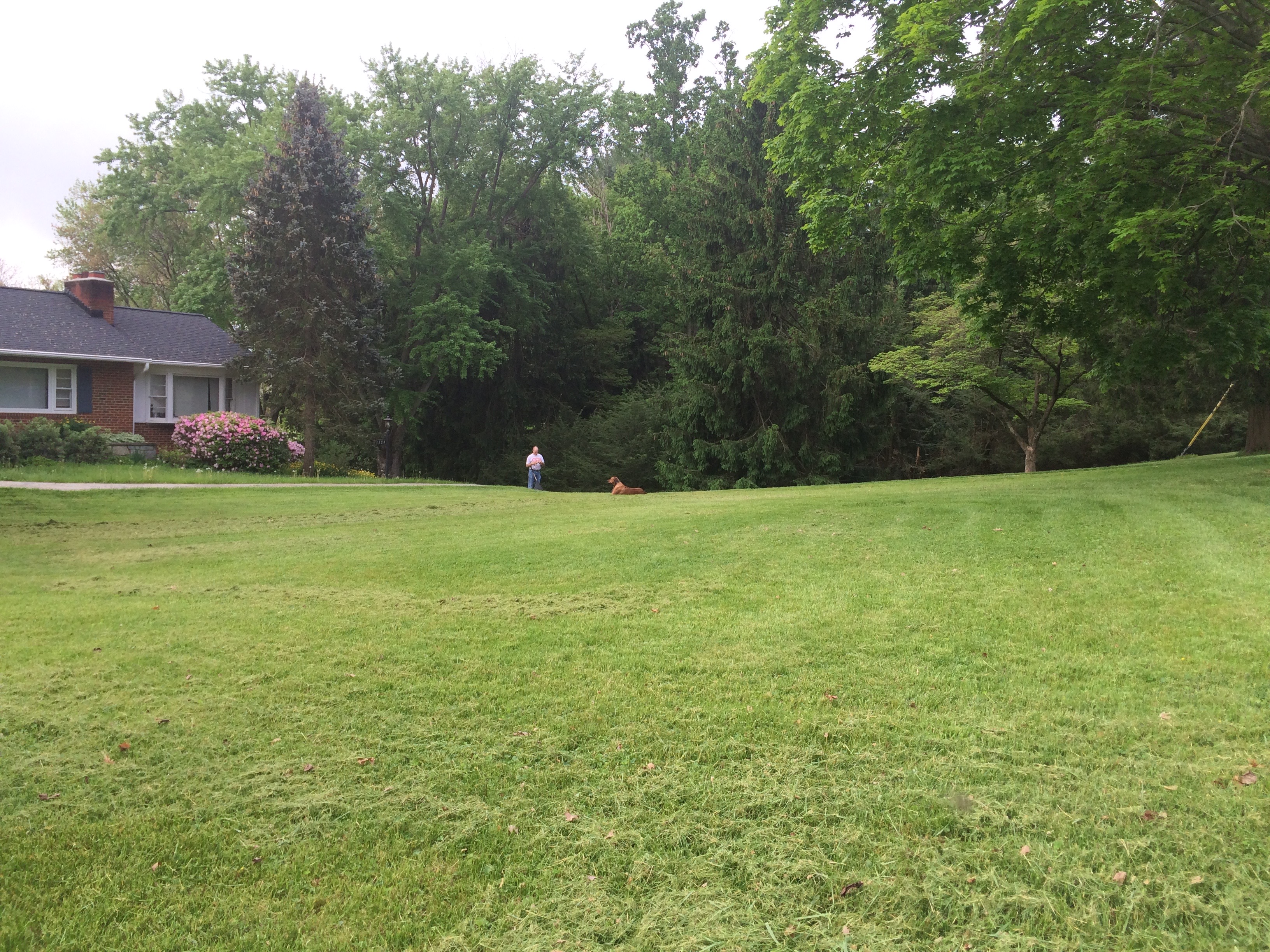 Rhodesian Ridgebacks, Silver Spring, MD Washington, DC and Northern ...