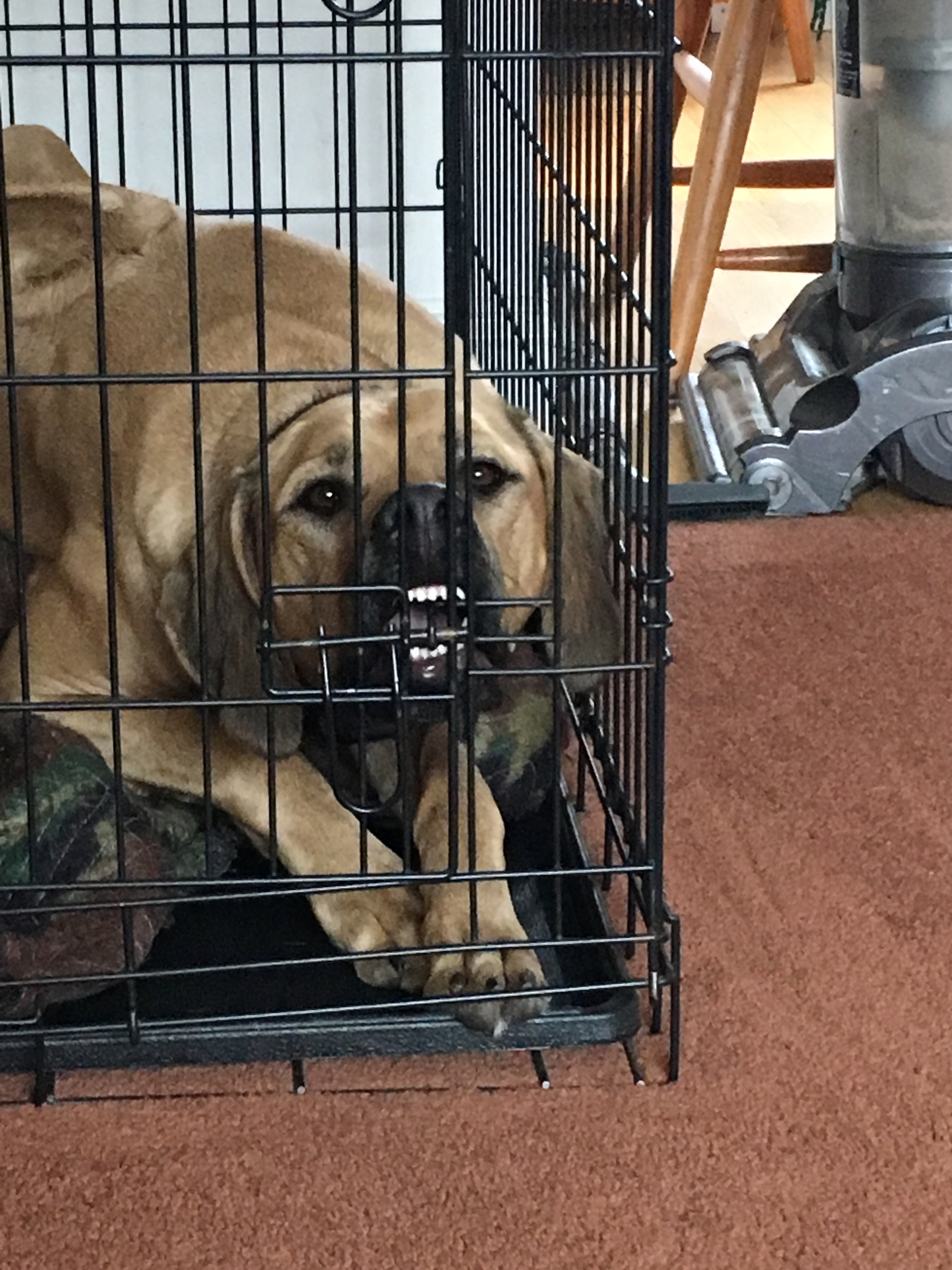 kito_teeth – Matrix Rhodesian Ridgebacks