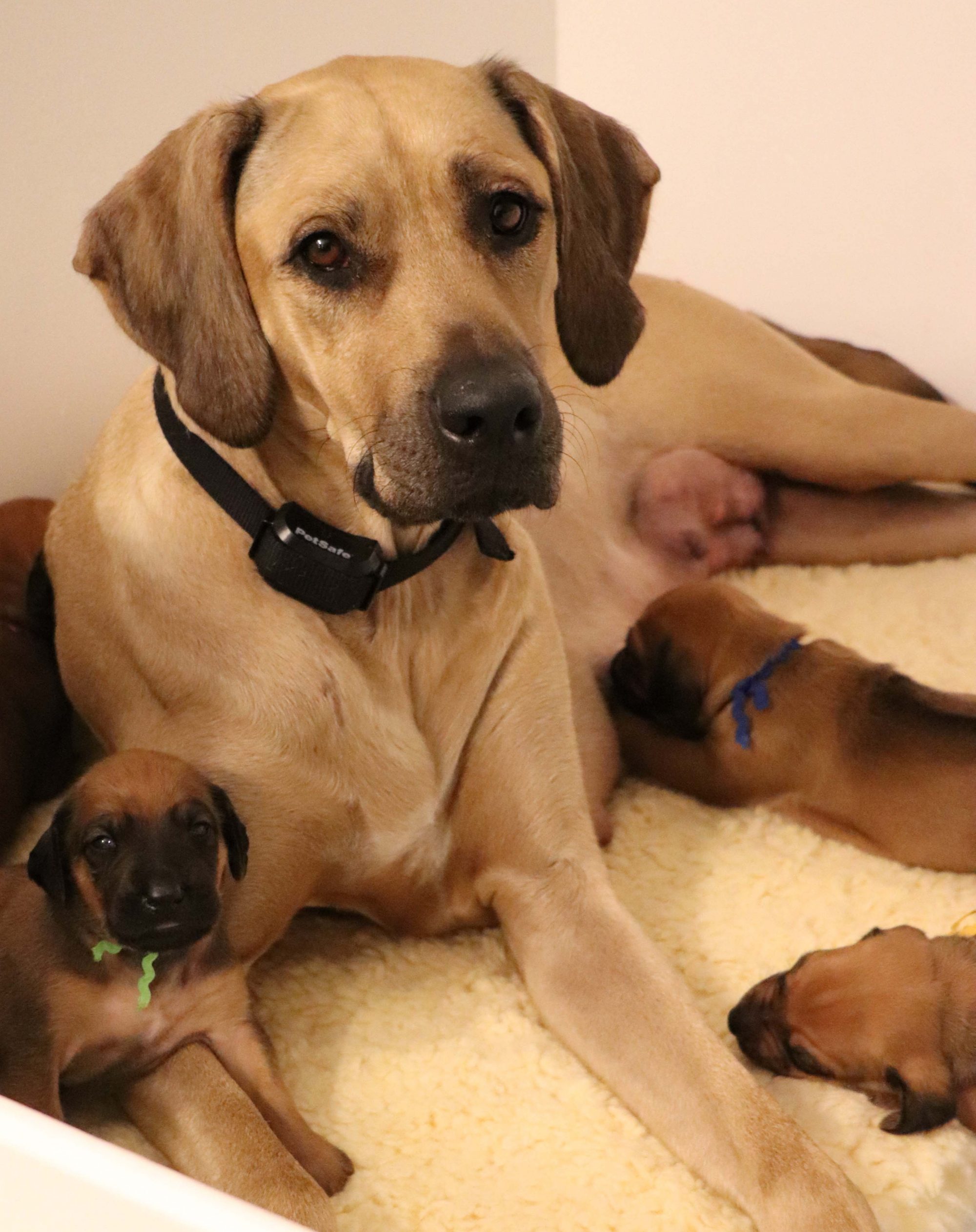 Rhodesian Ridgebacks, Silver Spring, MD Washington, DC and Northern ...